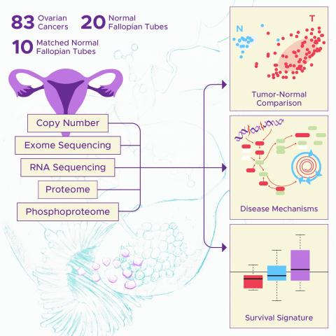 Clinical Proteomic Tumor Analysis Consortium (CPTAC) | Datahub